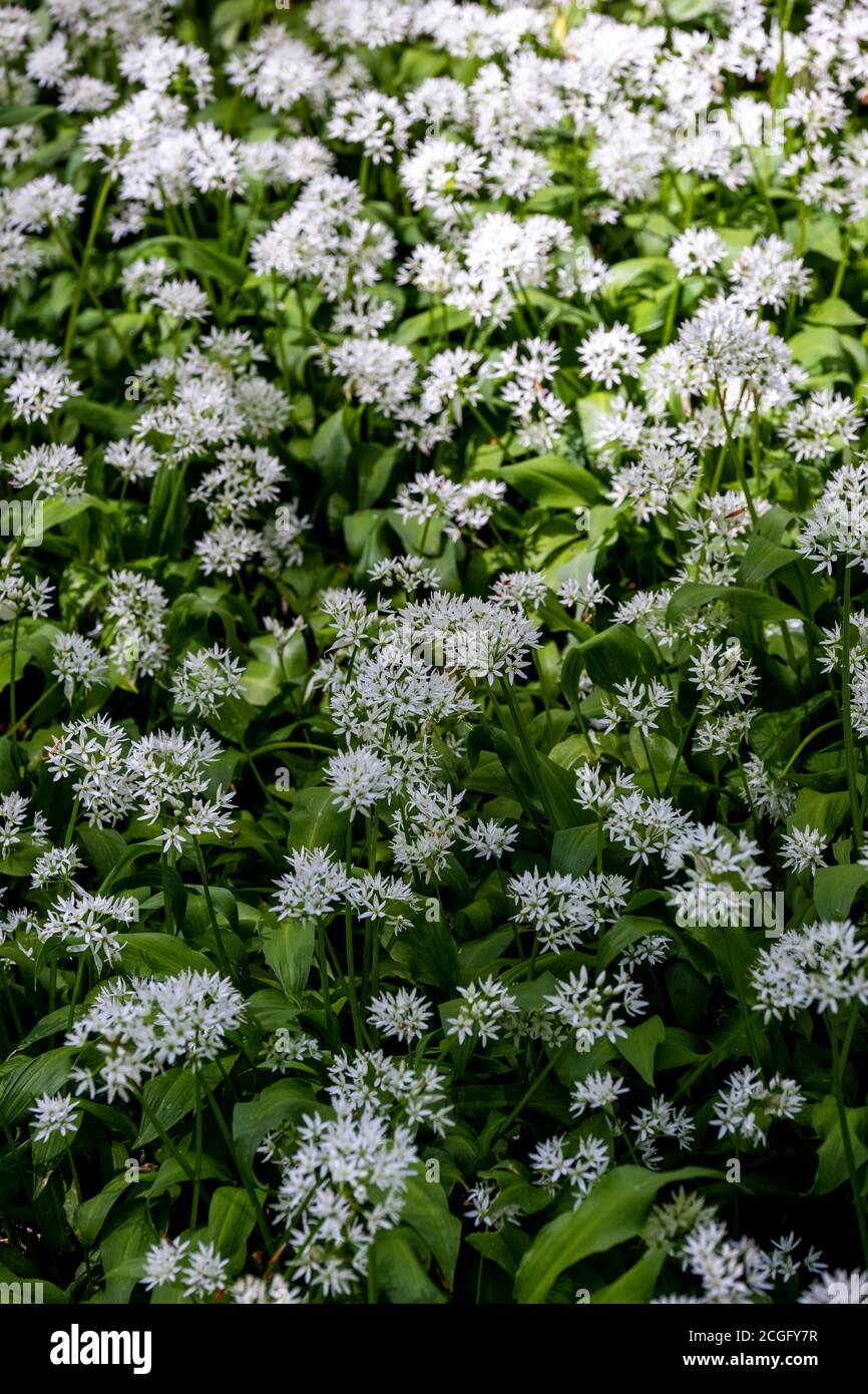 Wild garlic on a forest floor lit by dappled pools of sunlight below ...