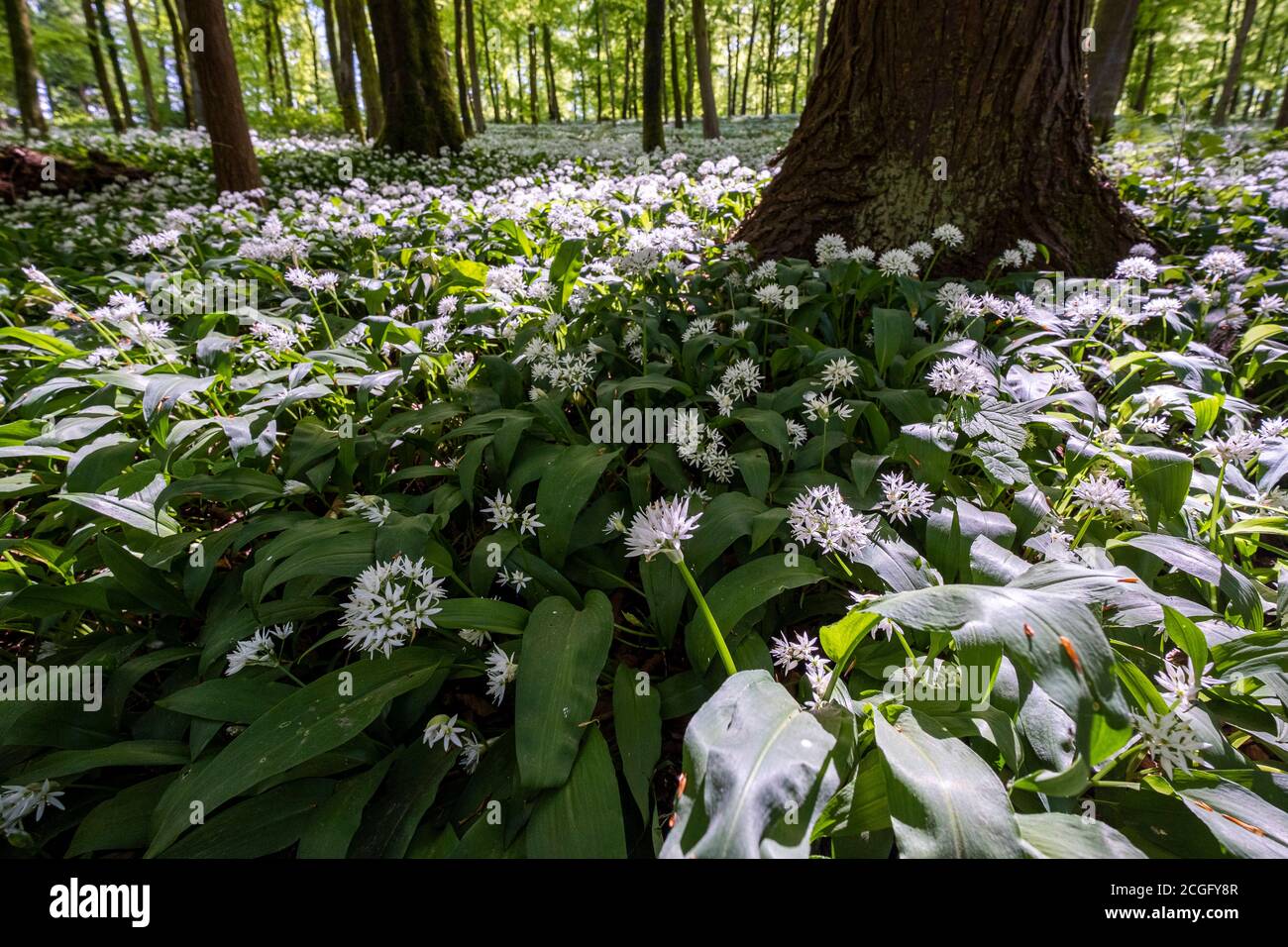 Wild garlic on a forest floor lit by dappled pools of sunlight below ...
