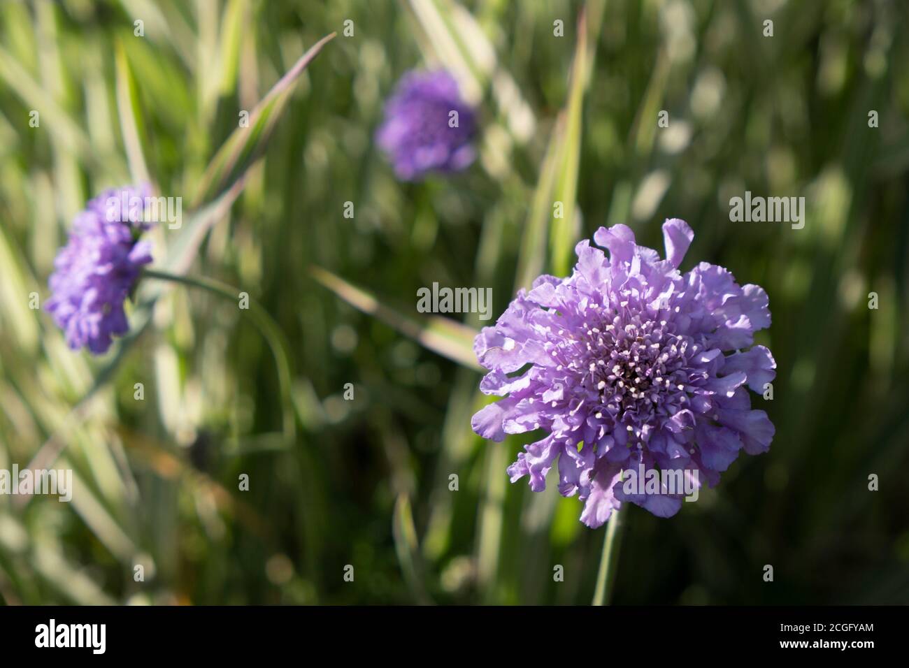 Purple scabious flower glowing in the afternoon sunshine Stock Photo ...