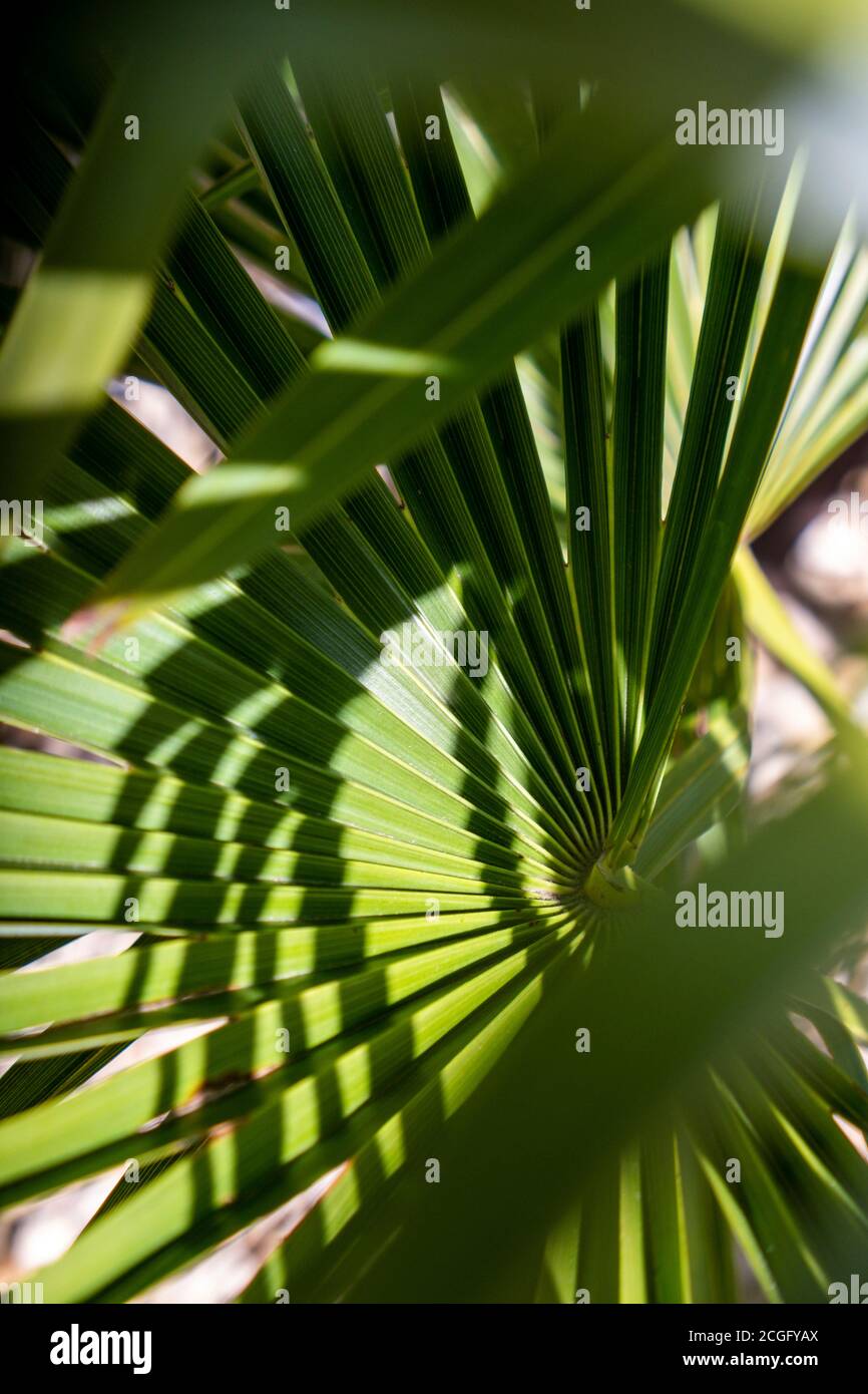 Large palm tree fronds backlit by the sunshine with abstract shadows ...