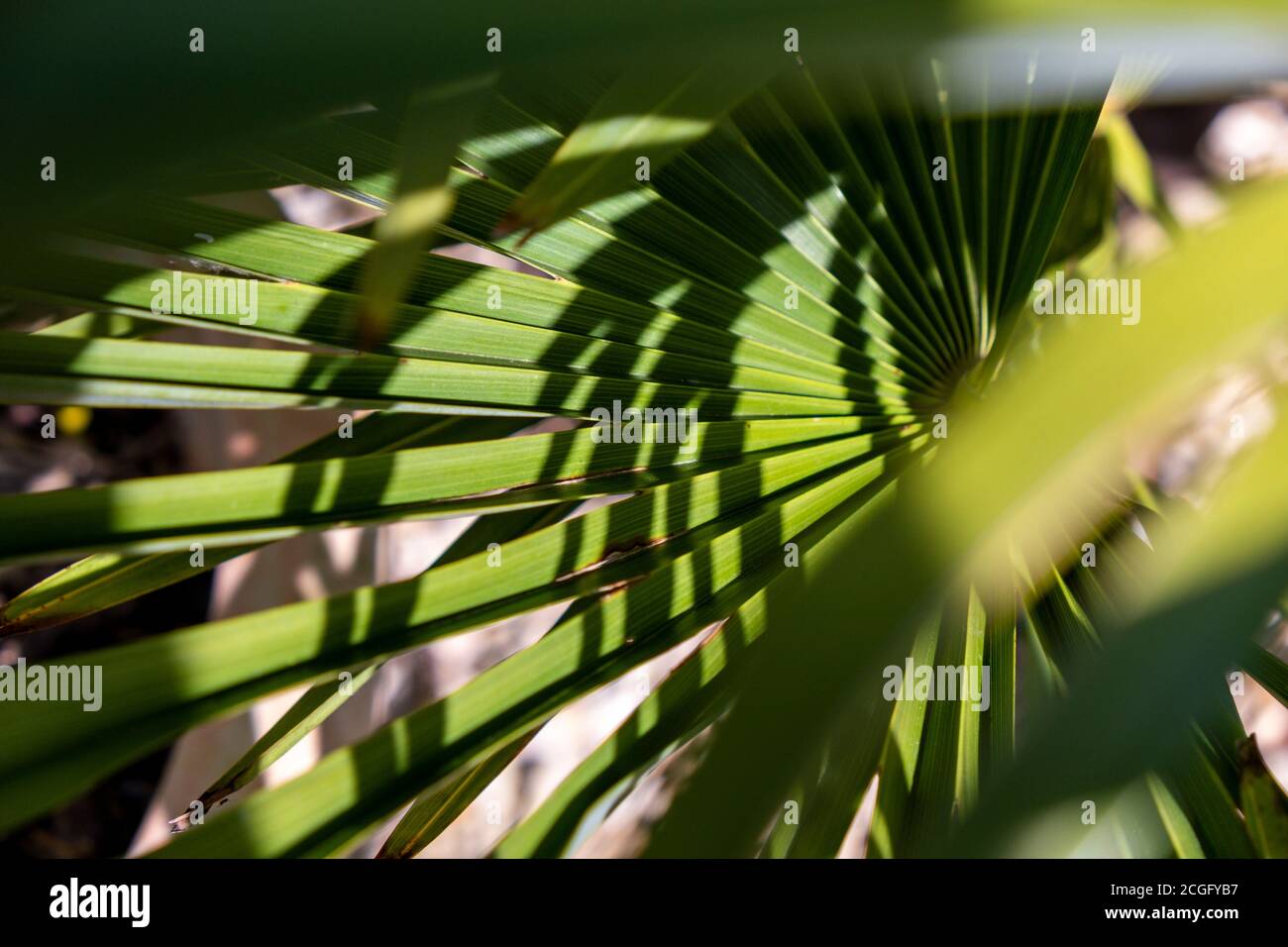 Large palm tree fronds backlit by the sunshine with abstract shadows ...