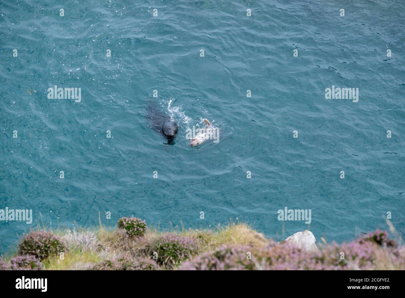 Seals on the Devon caostline at Woolacombe in the UK Stock Photo - Alamy