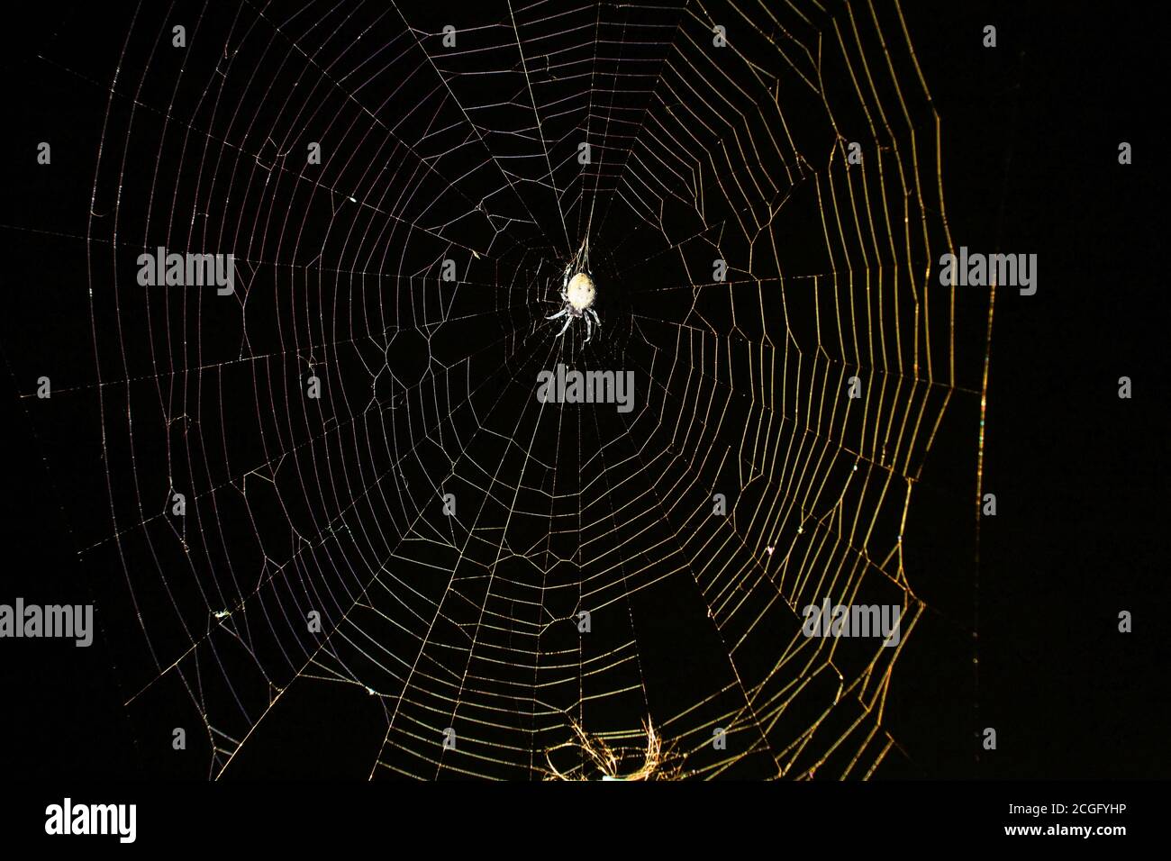 The spider has spun a web and is waiting for a victim on the eve of the ...