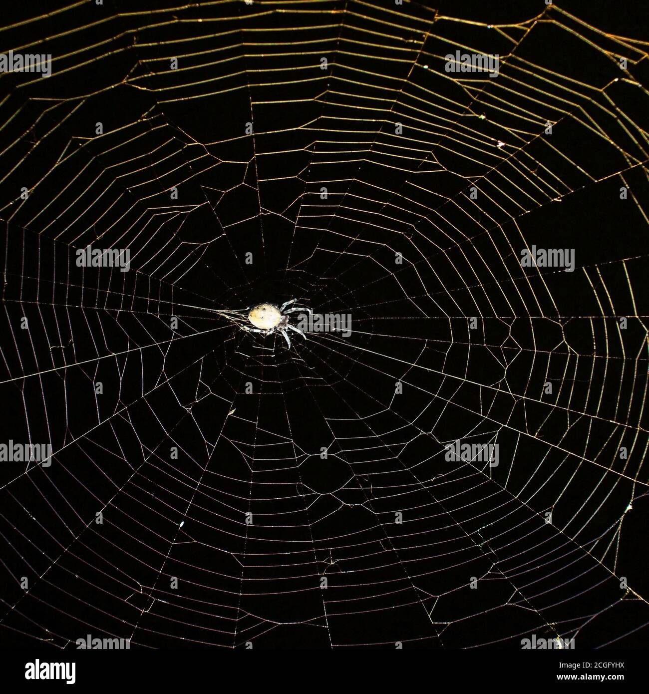 Horror frost hi-res stock photography and images - Alamy