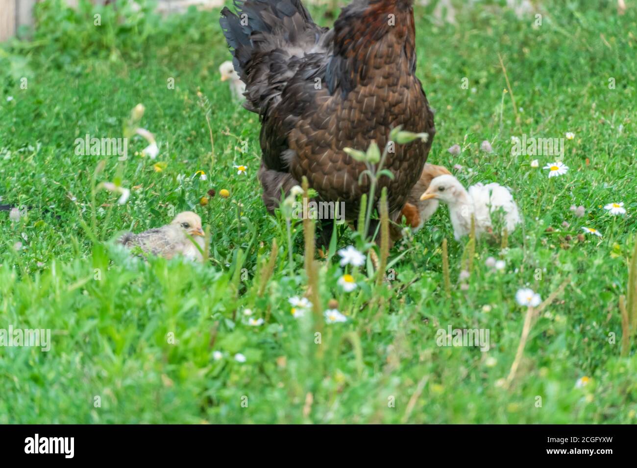 Black mother hen and chicks hi-res stock photography and images - Alamy