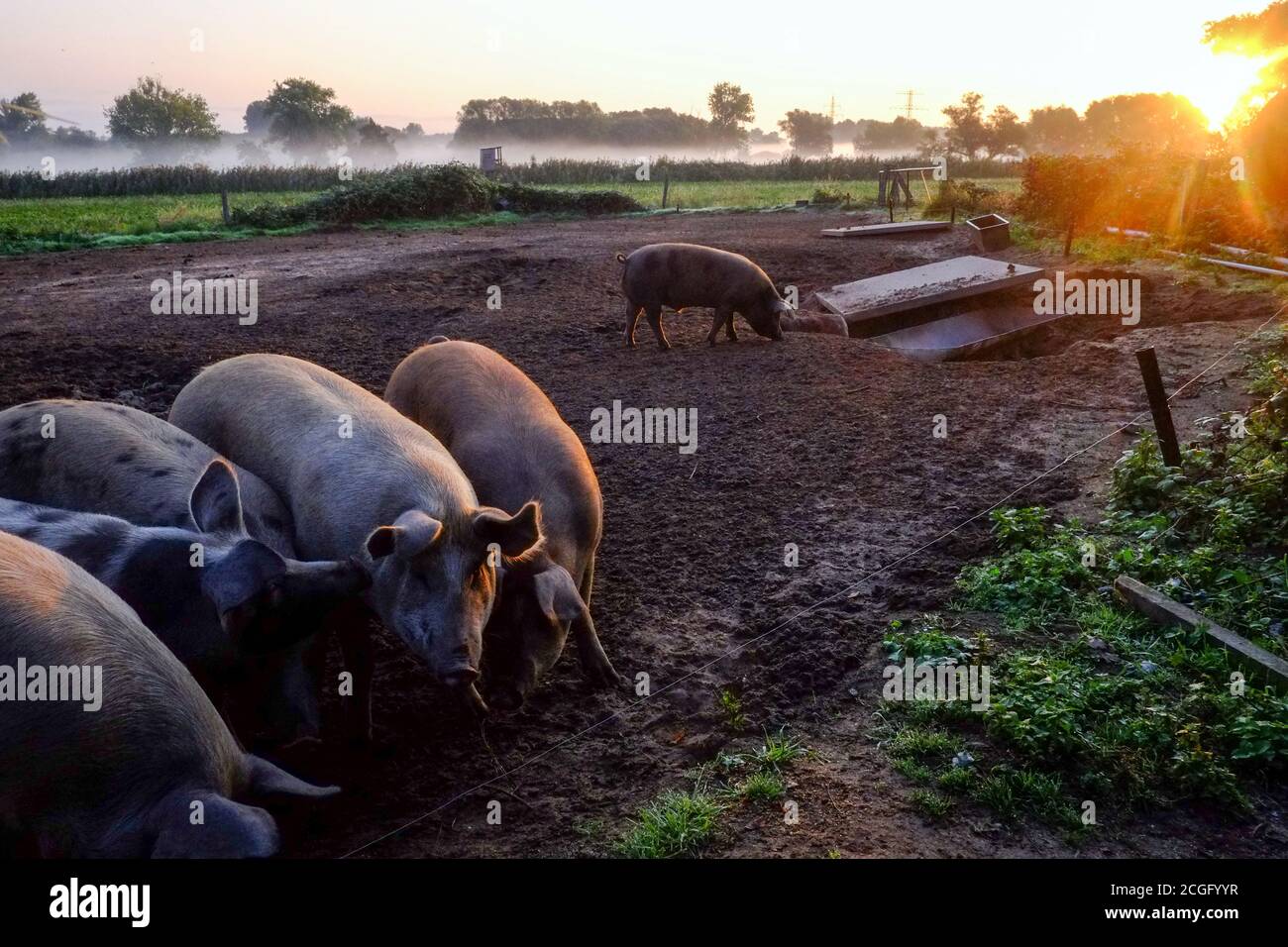 Pigs running free hi-res stock photography and images - Alamy