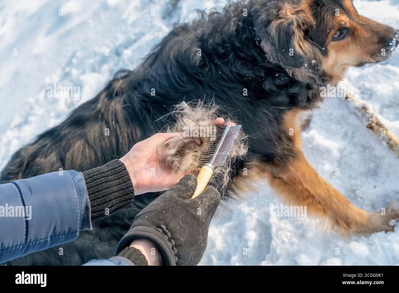 a girl is combing a German shepherd outside on a sunny winter day ...