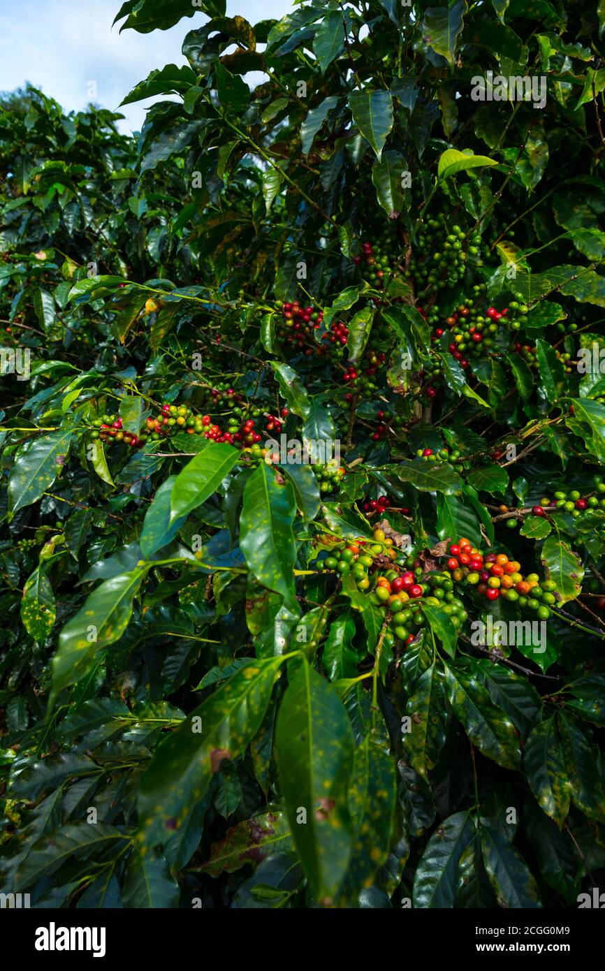 Doka coffee costa rica hi-res stock photography and images - Alamy
