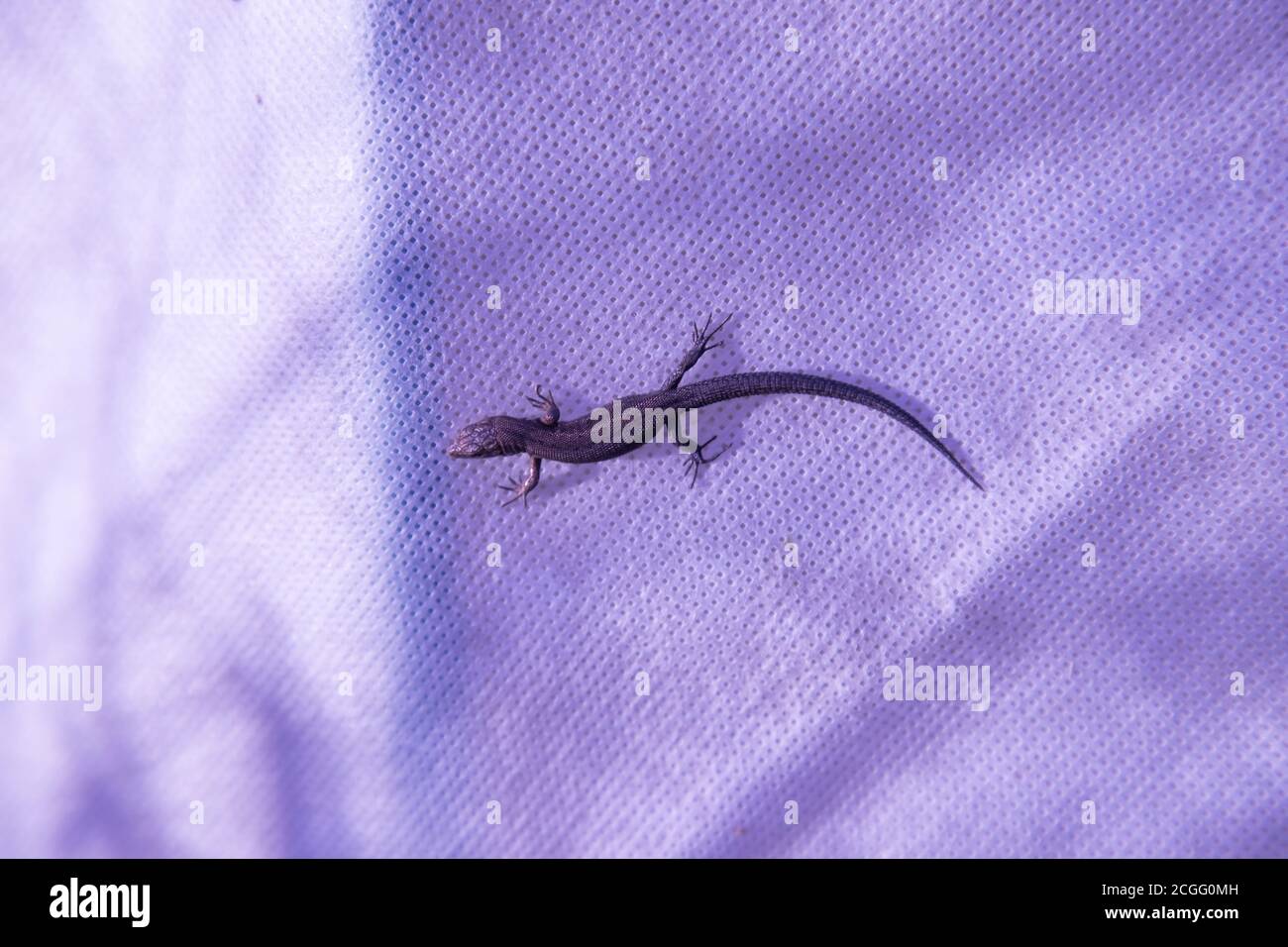 A lizard sits on a fabric background. Photo tinting. Horizontal ...