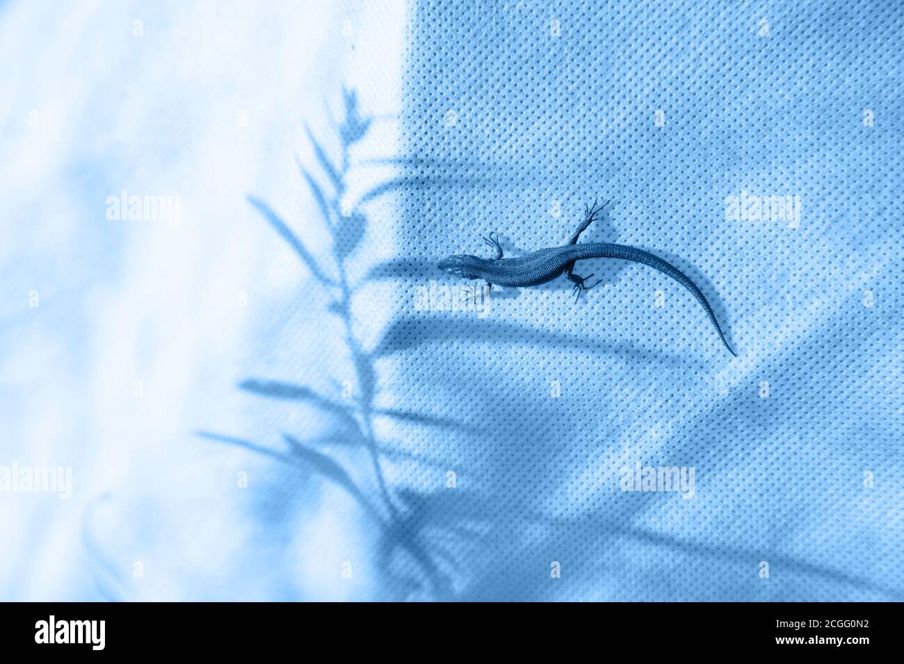 A lizard sits on a background with the shadow of a plant. Horizontal ...