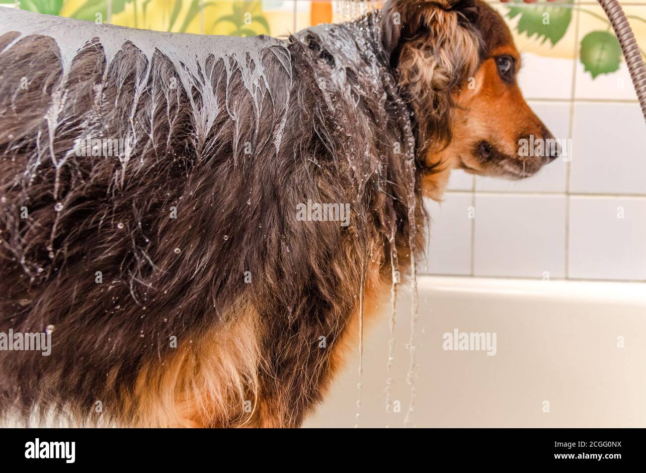 Big beautiful German shepherd takes a bath. Hygiene and care of animals ...