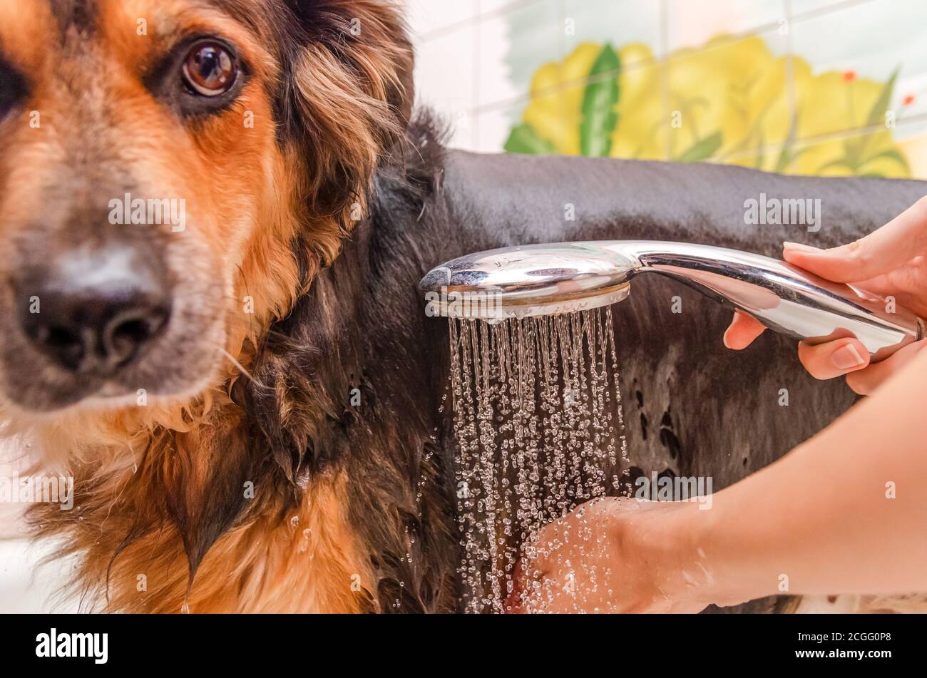 Animals Taking Baths
