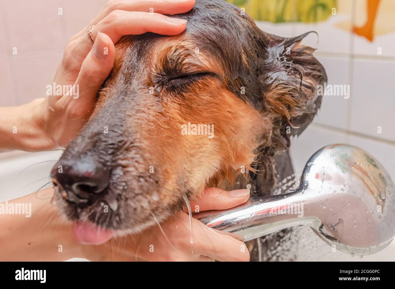 Big beautiful German shepherd takes a bath and looks expressive look at ...