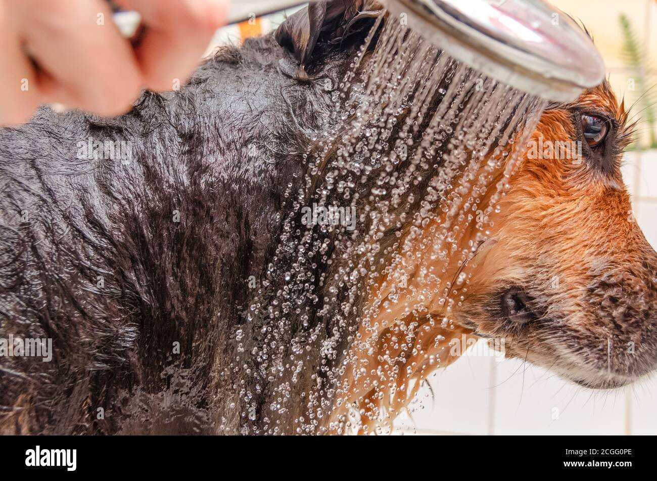 Animals Taking Baths