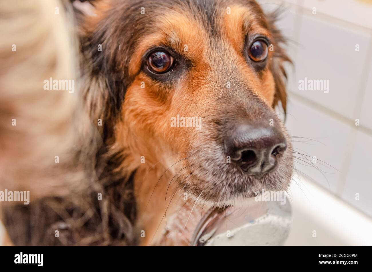 Big beautiful German shepherd takes a bath and looks expressive look at ...