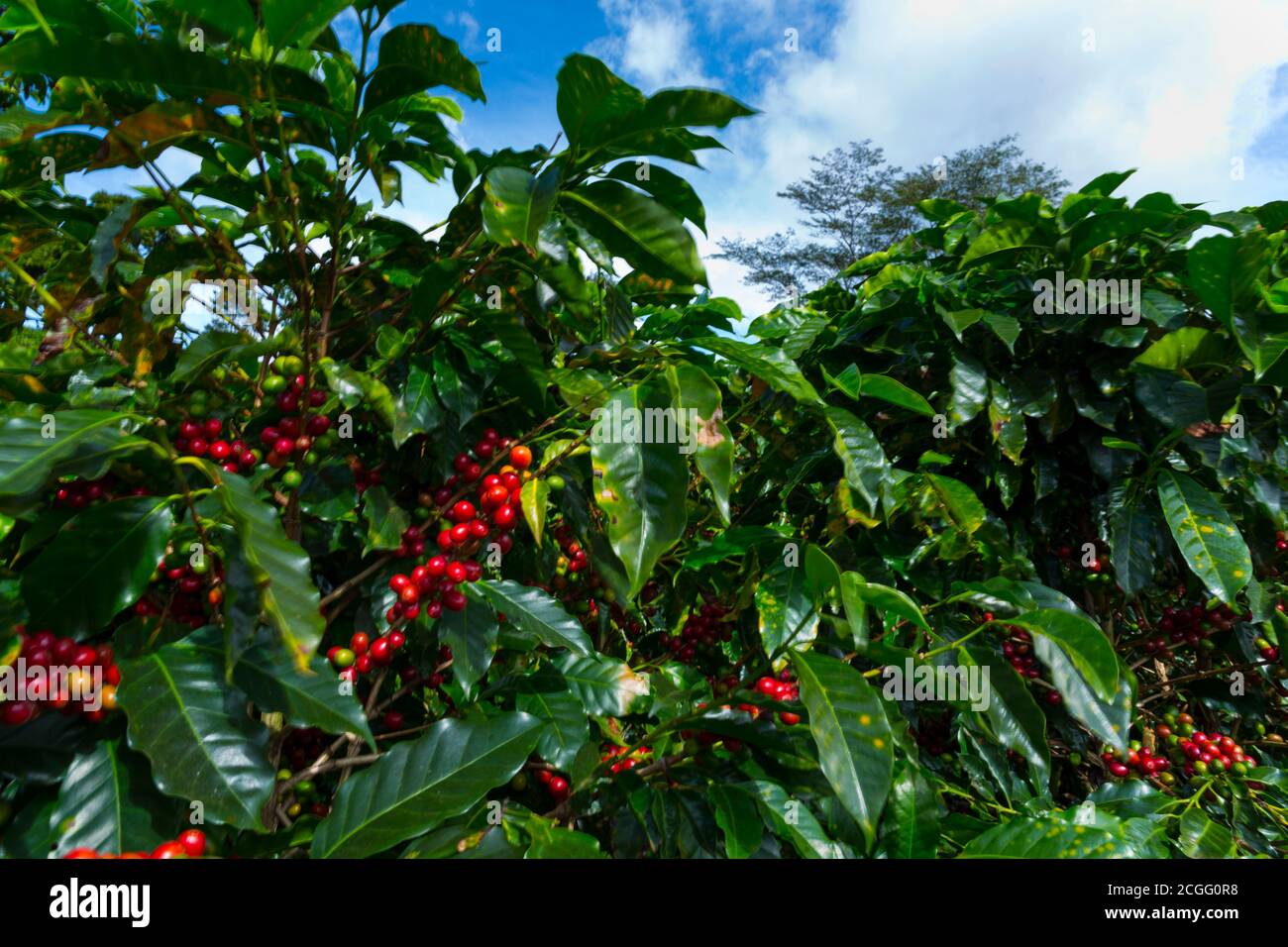 Doka coffee plantation hi-res stock photography and images - Alamy