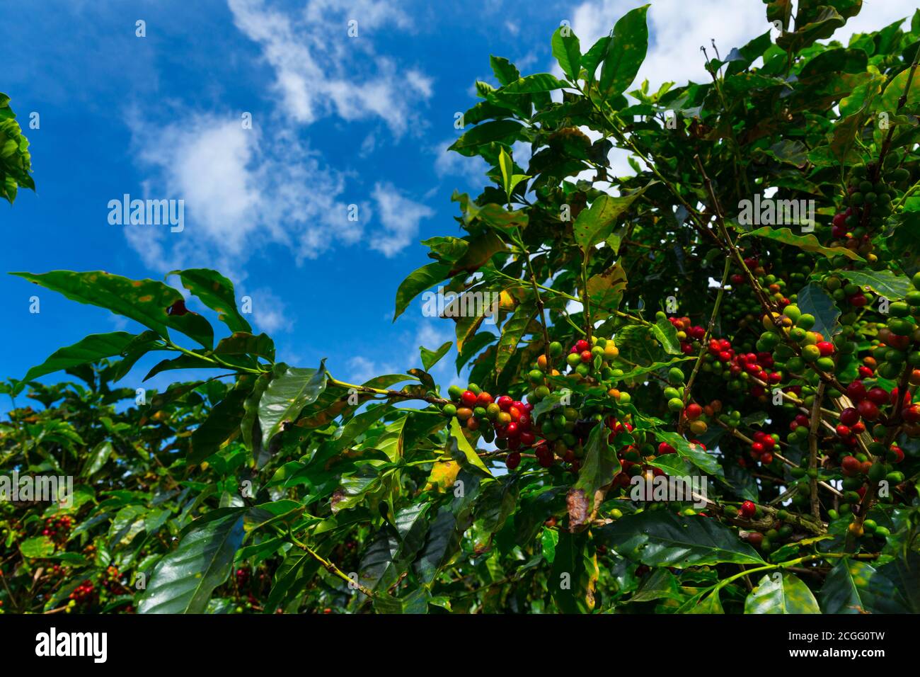 Doka coffee plantation hi-res stock photography and images - Alamy