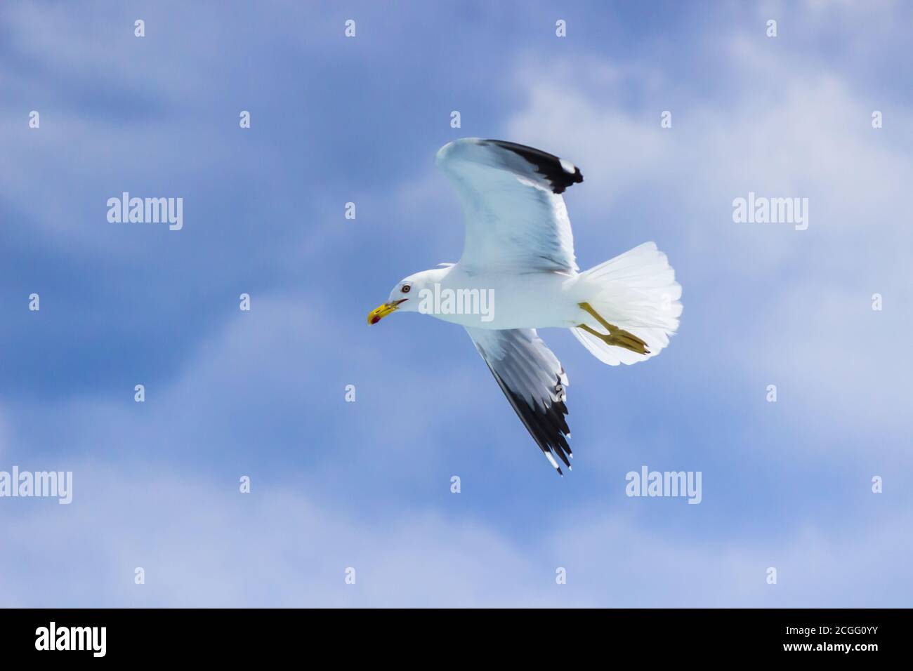 Flying seagull drawing hi-res stock photography and images - Alamy