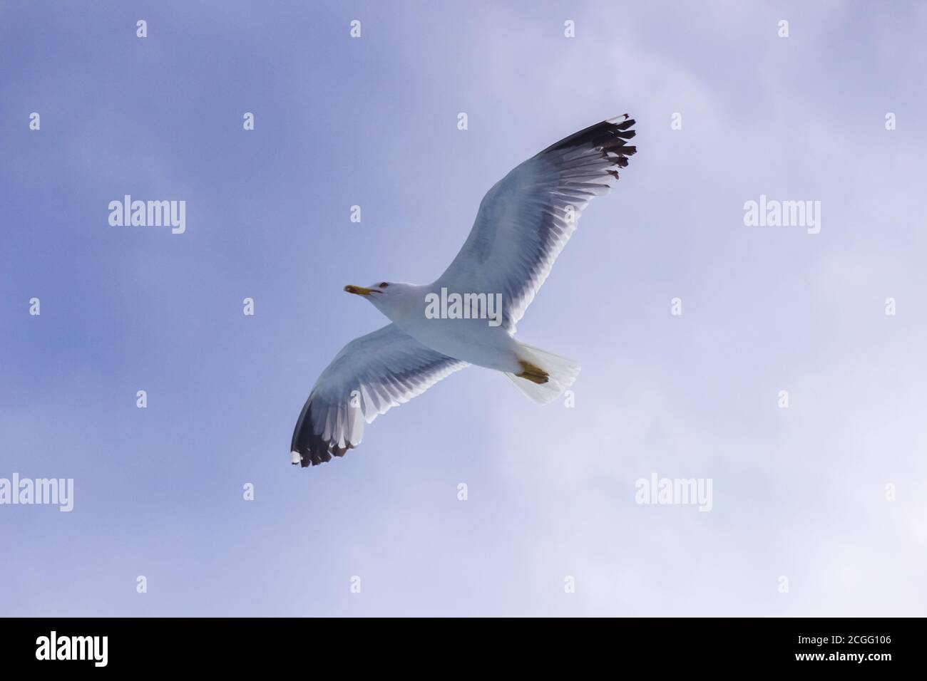 Flying seagull drawing hi-res stock photography and images - Alamy