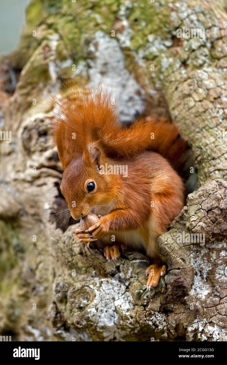 RED SQUIRREL sciurus vulgaris, ADULT EATING HAZELNUT AT NEST ENTRANCE ...