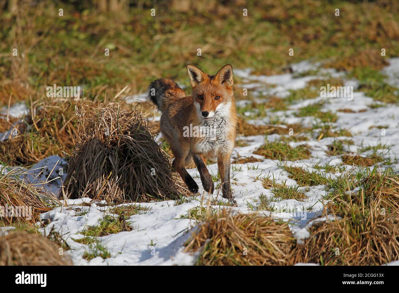 RED FOX vulpes vulpes, FEMALE STANDING ON SNOW, NORMANDY IN FRANCE ...