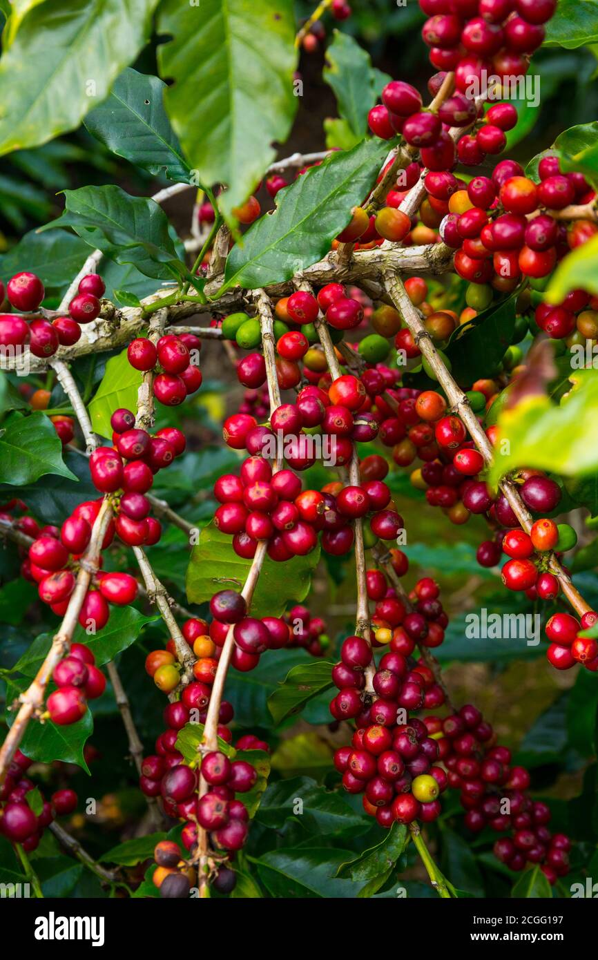 Coffee Plantation, Doka Estate, Alajuela, Costa Rica, Central America ...