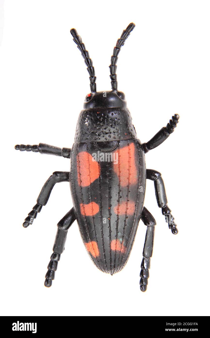 plastic beetle toy (bug) isolated on the white background Stock Photo ...