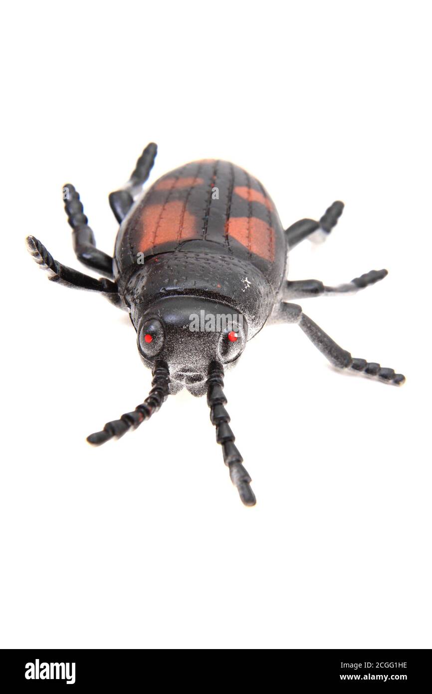 plastic beetle toy (bug) isolated on the white background Stock Photo ...