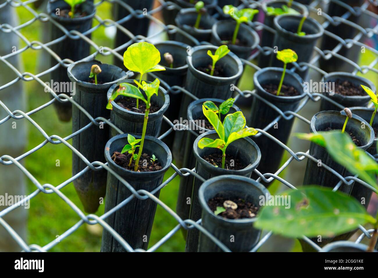Doka coffee plantation hi-res stock photography and images - Alamy
