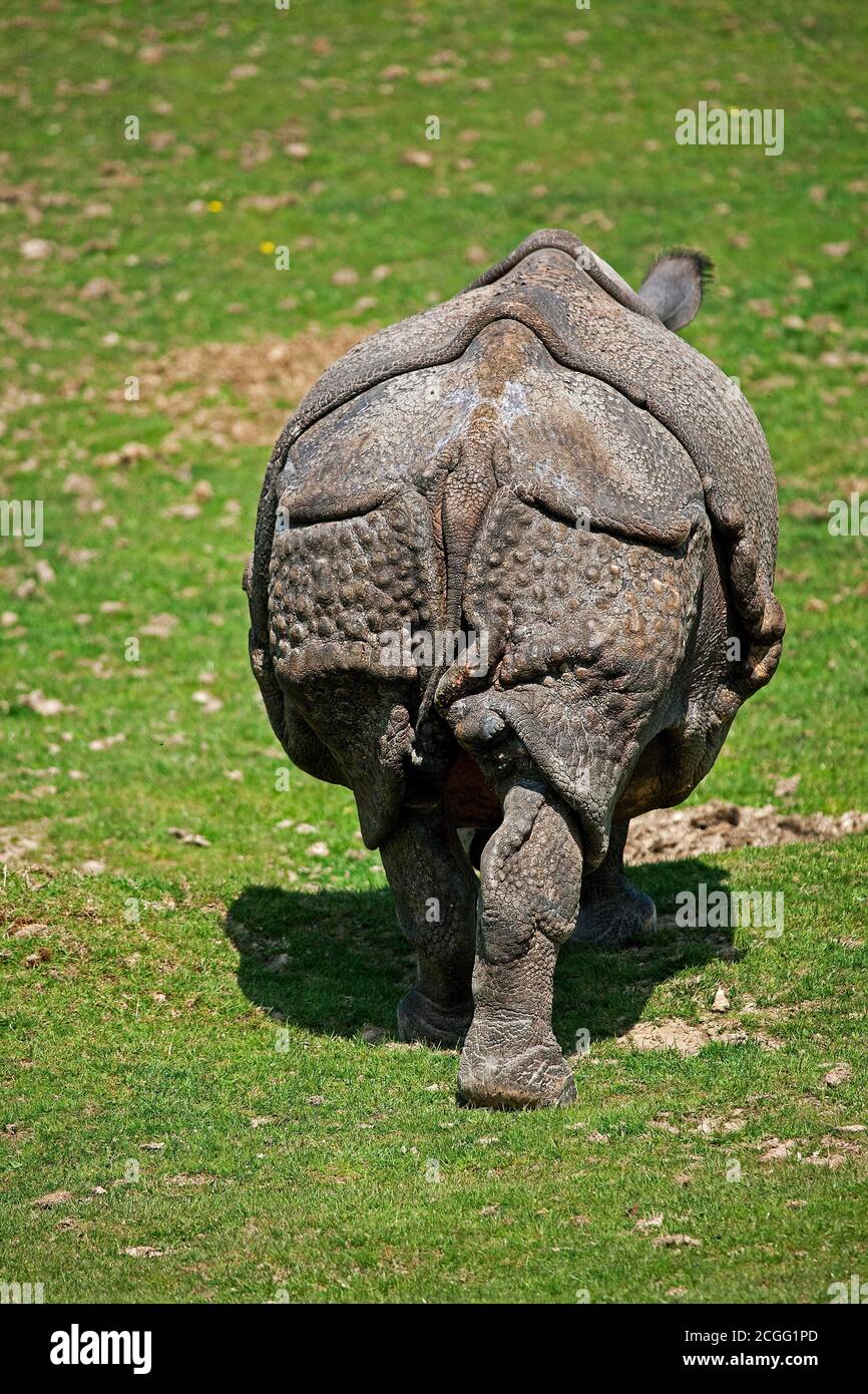 INDIAN RHINOCEROS rhinoceros unicornis, BACK VIEW OF A FEMALE Stock ...
