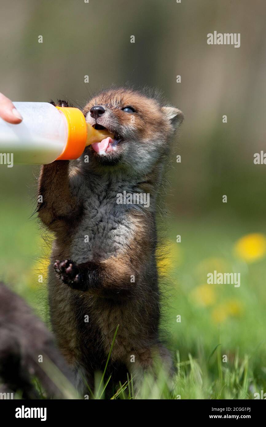 Red Fox, vulpes vulpes, Bottle-fed Cub, at La Dame Blanche, an Animal ...