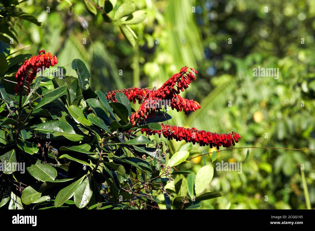 Tree with Flowers in Orinoco Delta, Venezuela Stock Photo - Alamy