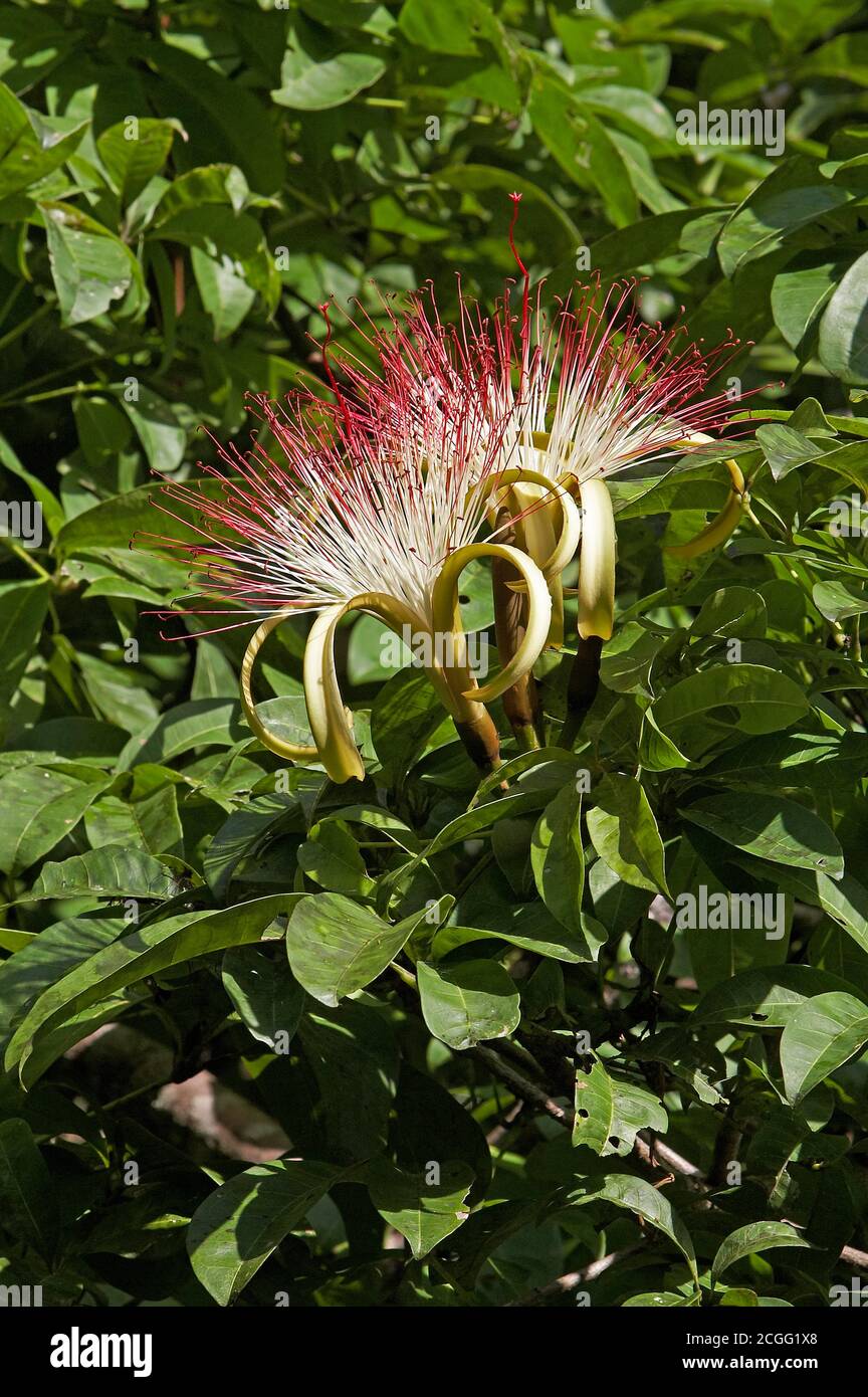 Flower of a Tree Called Water Cocoa, Orinoco Delta in Venezuela Stock ...