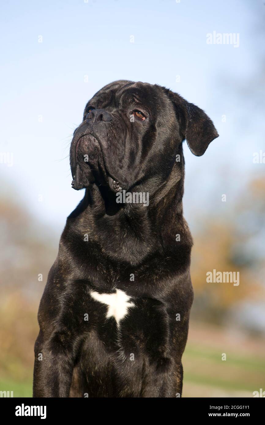 Cane Corso, Dog Breed from Italy, Portrait of Adult Stock Photo - Alamy