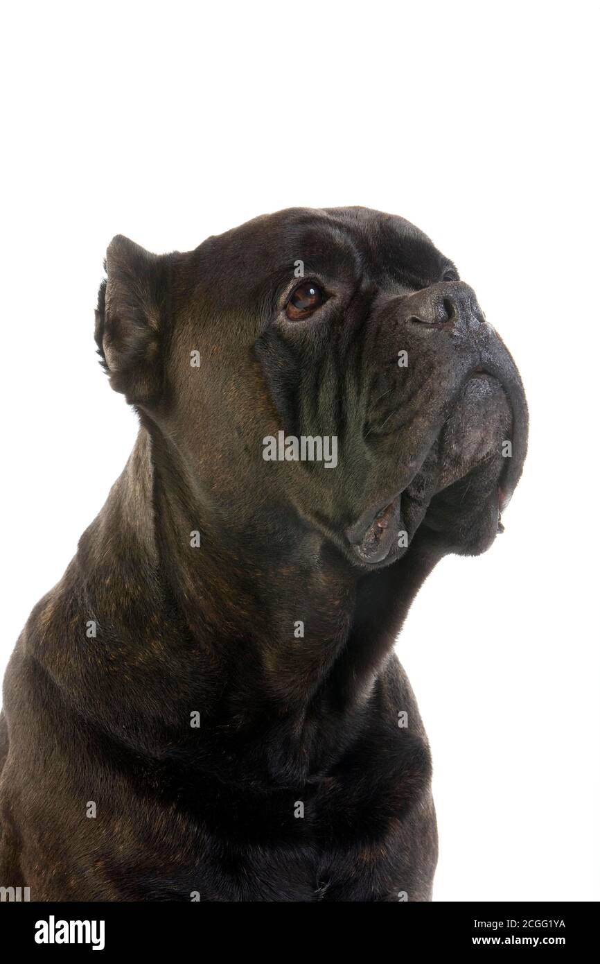 Cane Corso, Dog Breed from Italy, Portrait of Adult Against White ...