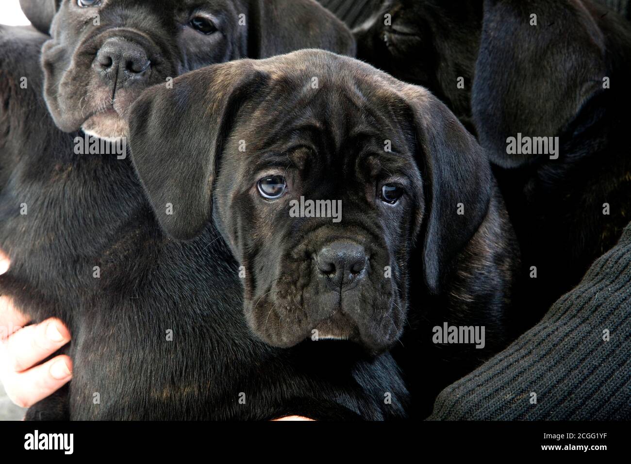 Cane Corso, Dog Breed from Italy, Portrait of Pup Stock Photo - Alamy