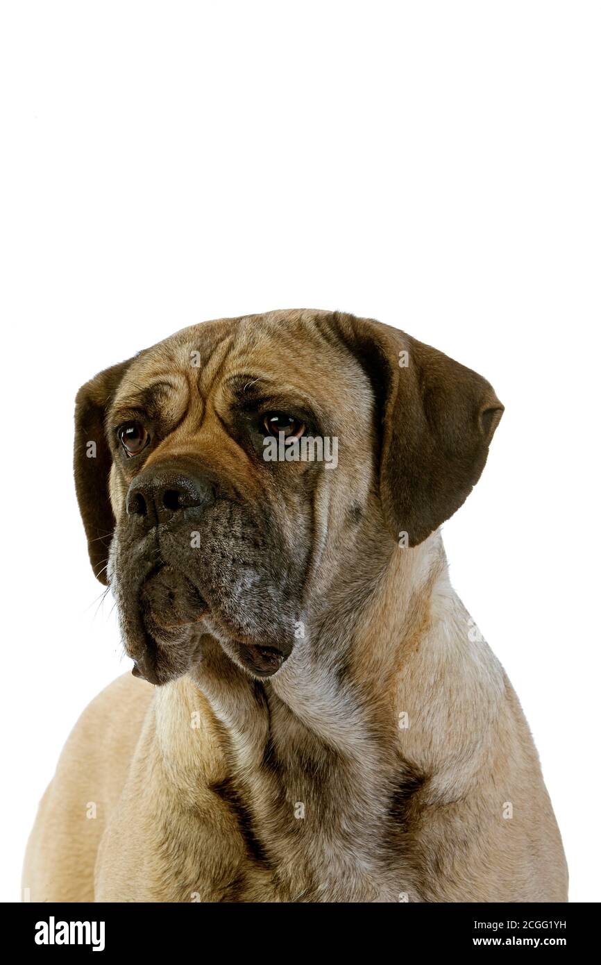 Cane Corso, Dog Breed from Italy, Portrait of Adult Against White ...