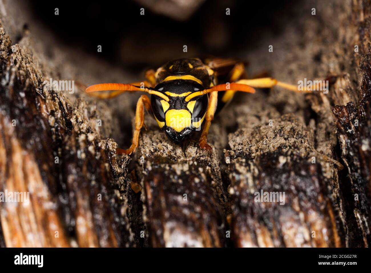 Common wasp france hi-res stock photography and images - Alamy
