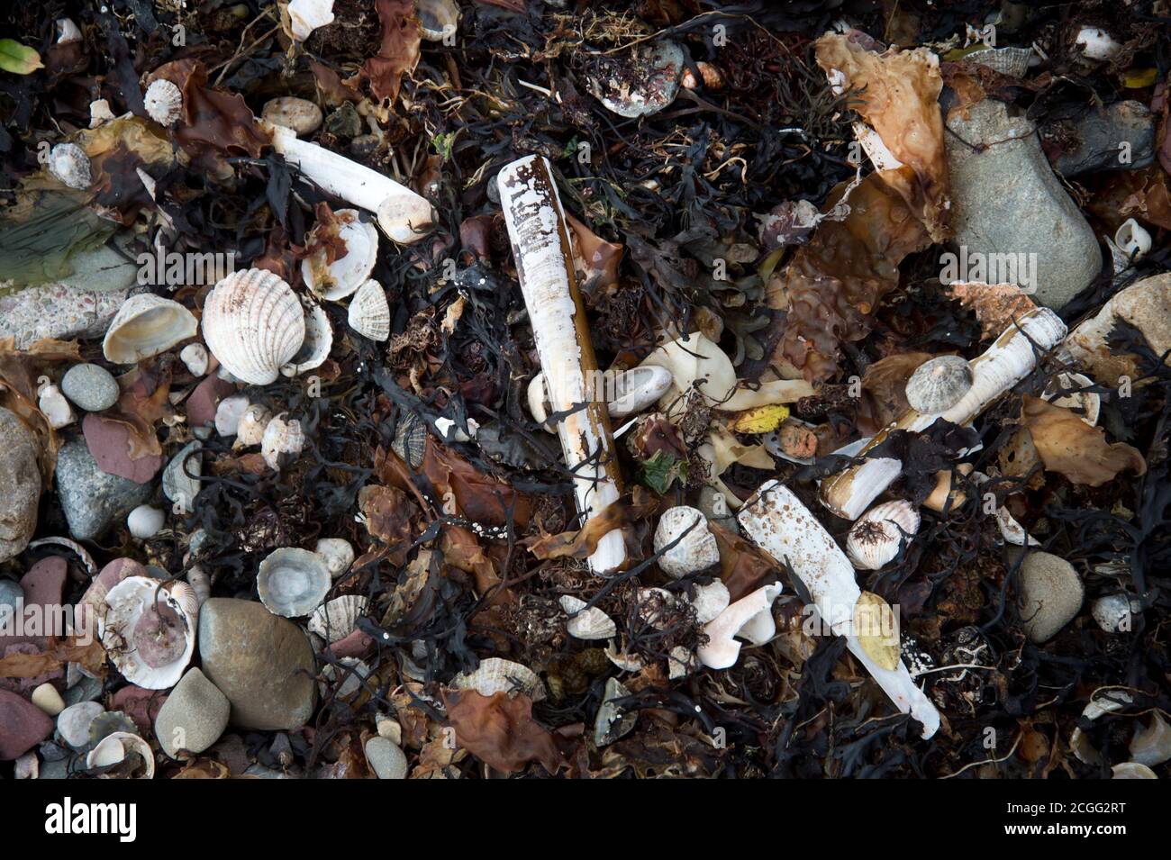 Pembrokeshire, Wales. Dale. Beach at low tide. Seashells and seaweed ...
