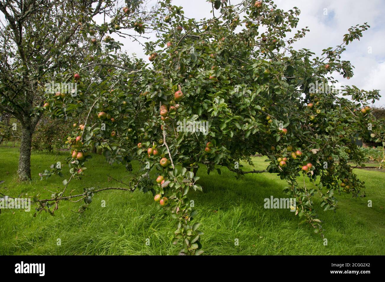Upton castle wales hi-res stock photography and images - Alamy