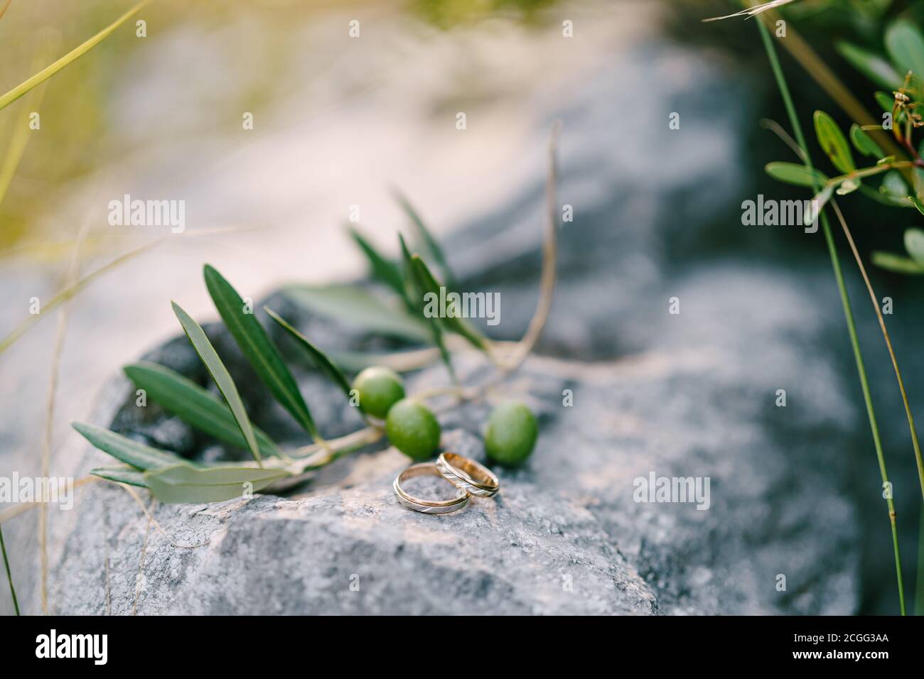 Gold rings for a wedding on a stone with a sprig of an olive tree with ...