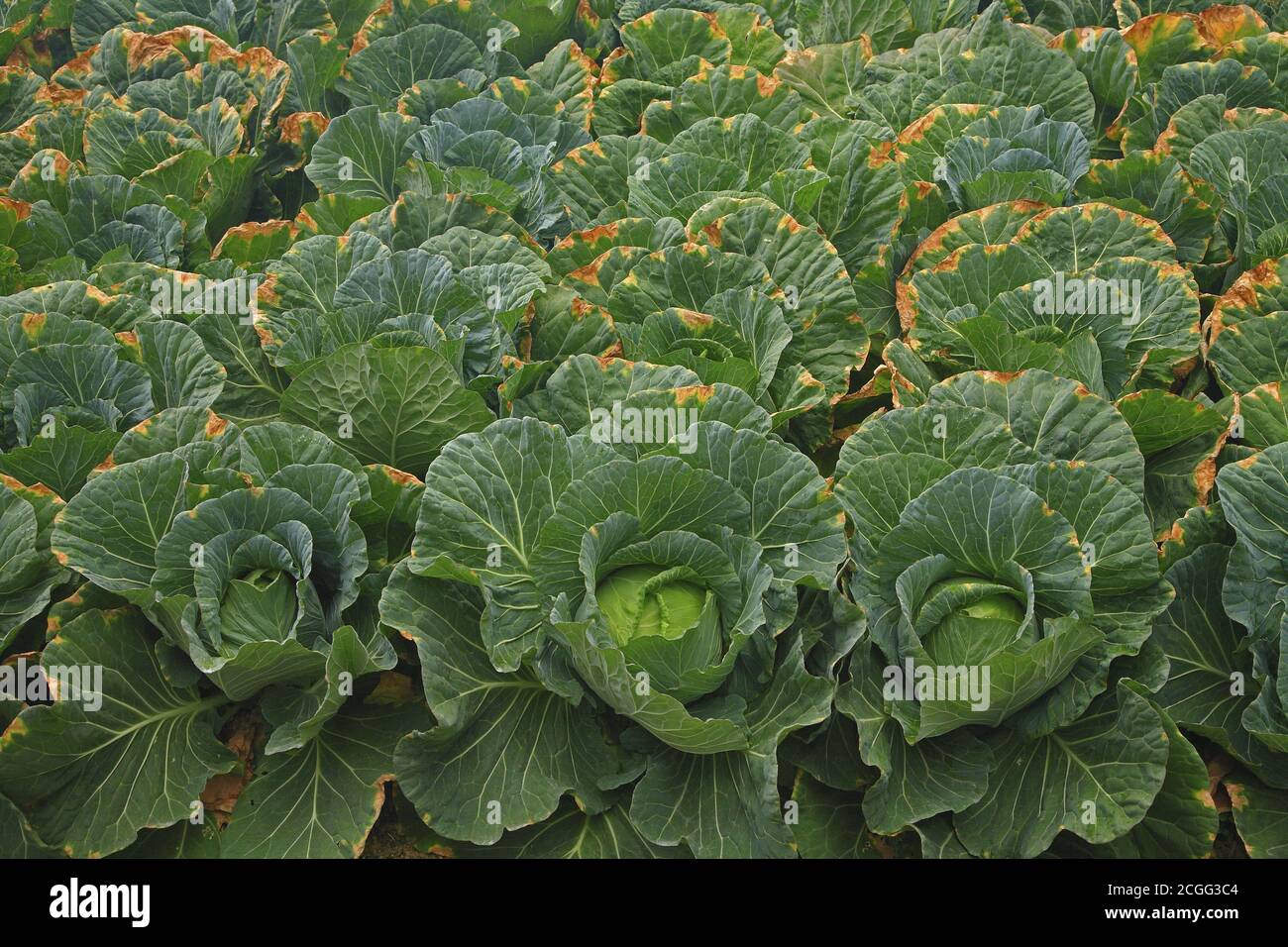 Fu Shou Shan Farm Korean Vegetable Garden Taiwan Stock Photo - Alamy