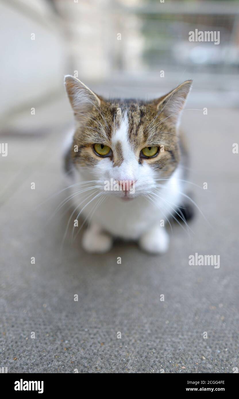 Larry the Cat, official Chief Mouser to the Cabinet Office, in Downing ...