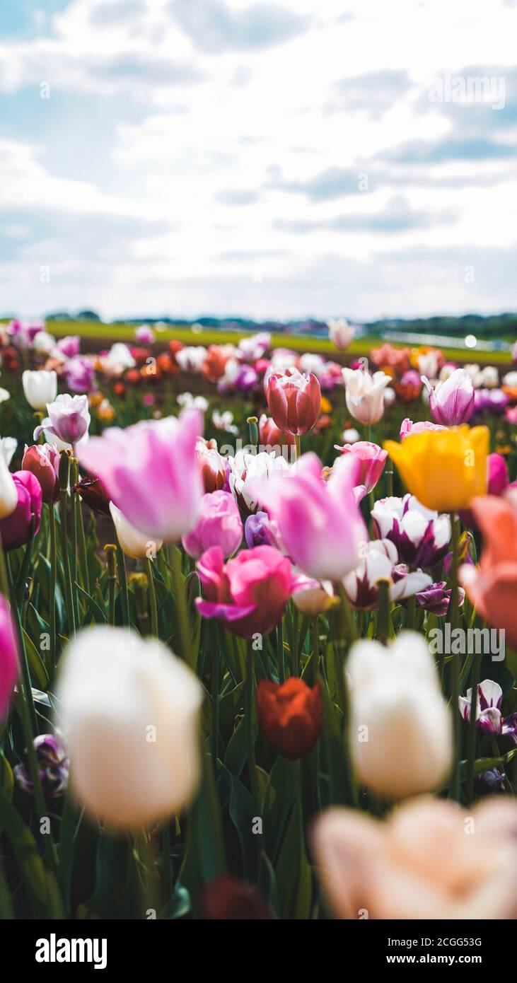 Different color flower bouquet hi-res stock photography and images - Alamy