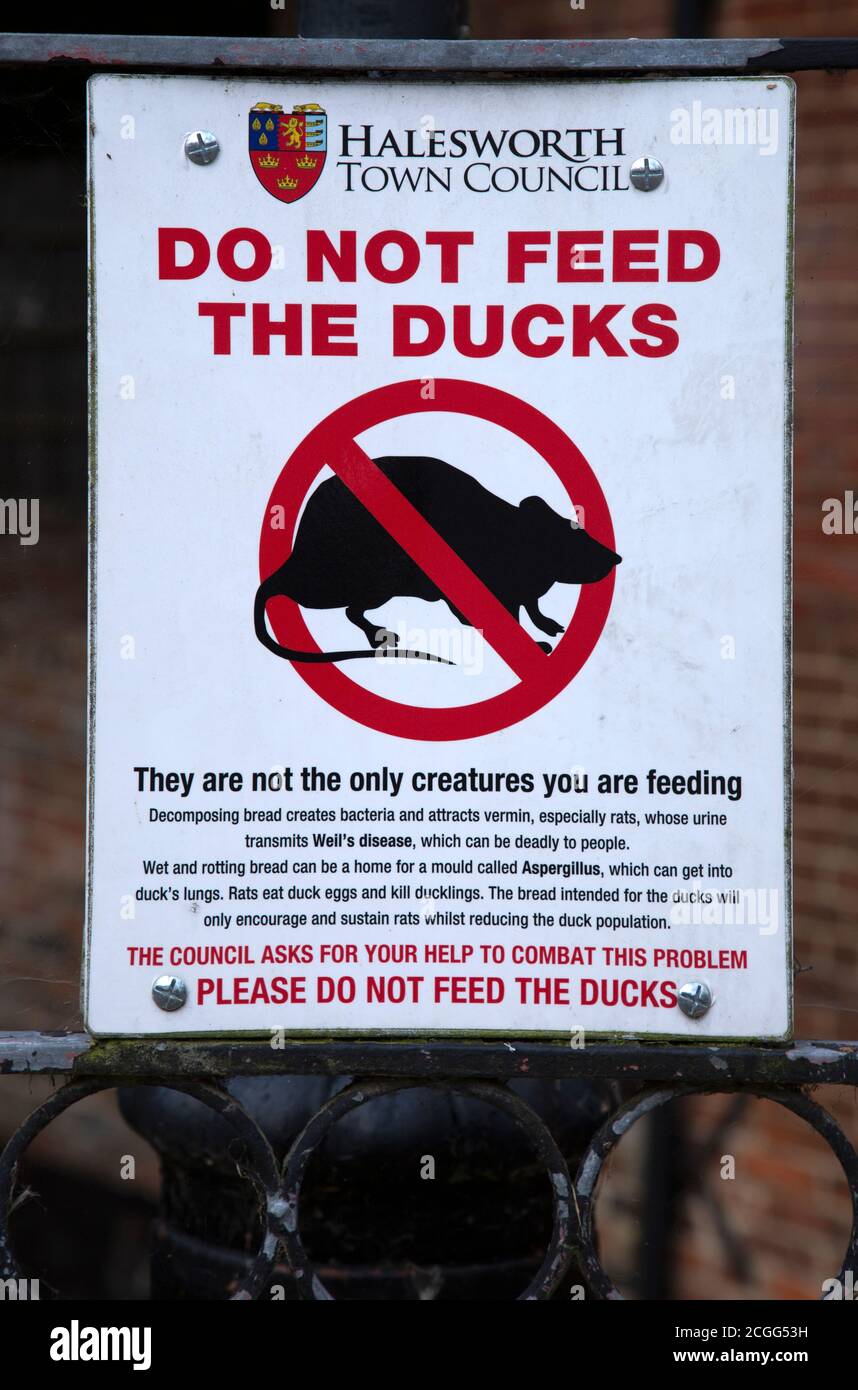 Picture of a rat hi-res stock photography and images - Alamy