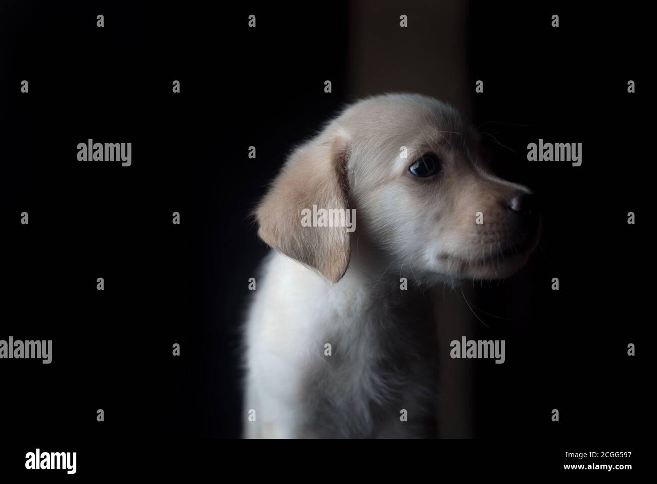 Two months old Labrador puppy Stock Photo - Alamy