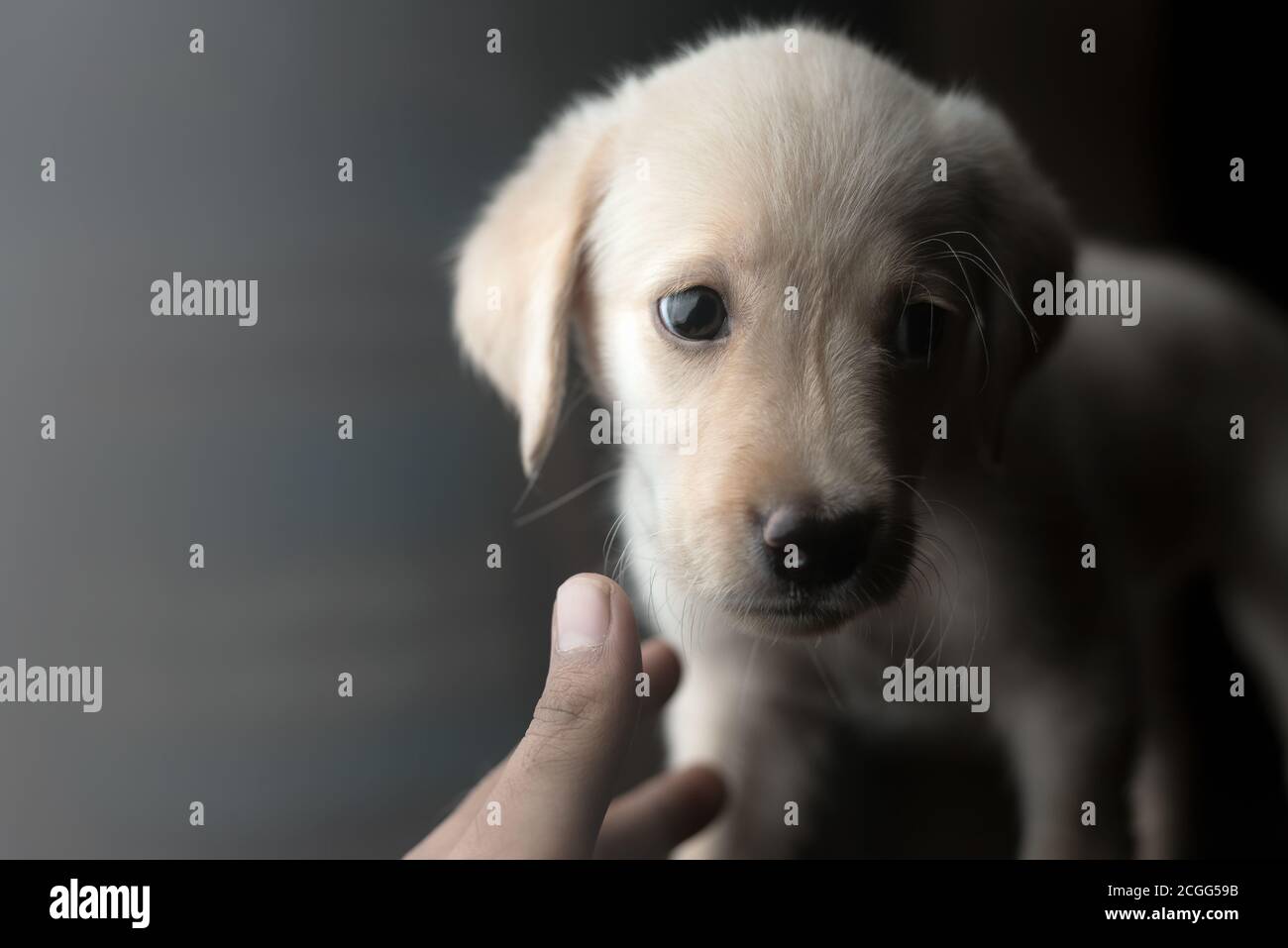 Cute Labrador Puppy avoiding eye contact Stock Photo - Alamy