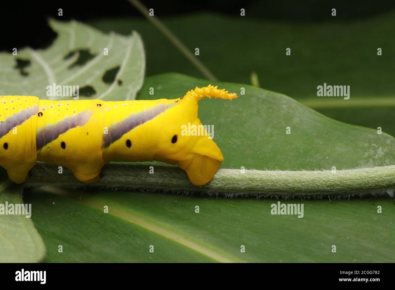Eastern Death's Head Hawkmoth caterpillar (Acherontia lachesis Stock ...