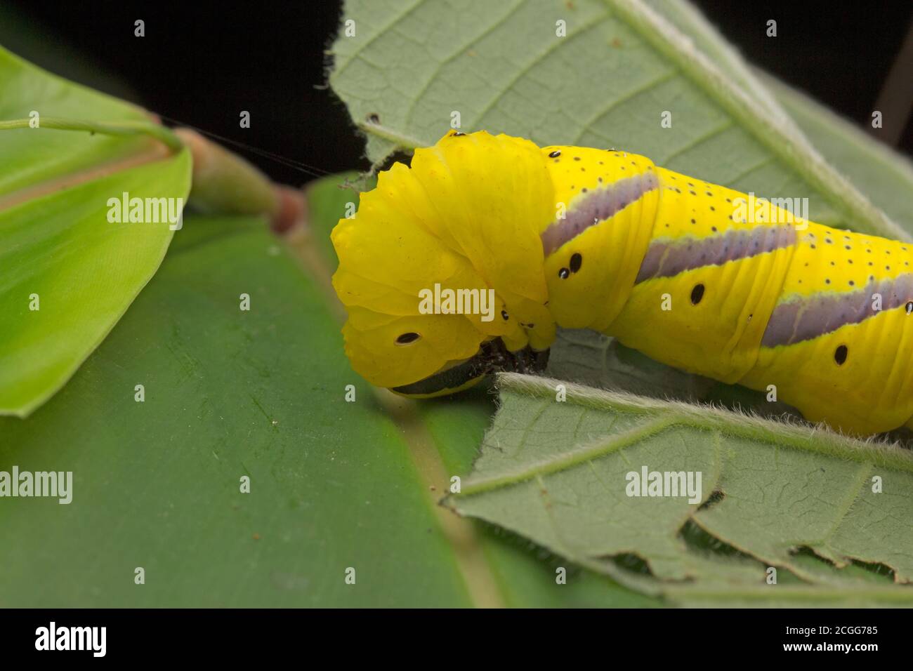 Eastern Death's Head Hawkmoth caterpillar (Acherontia lachesis Stock ...