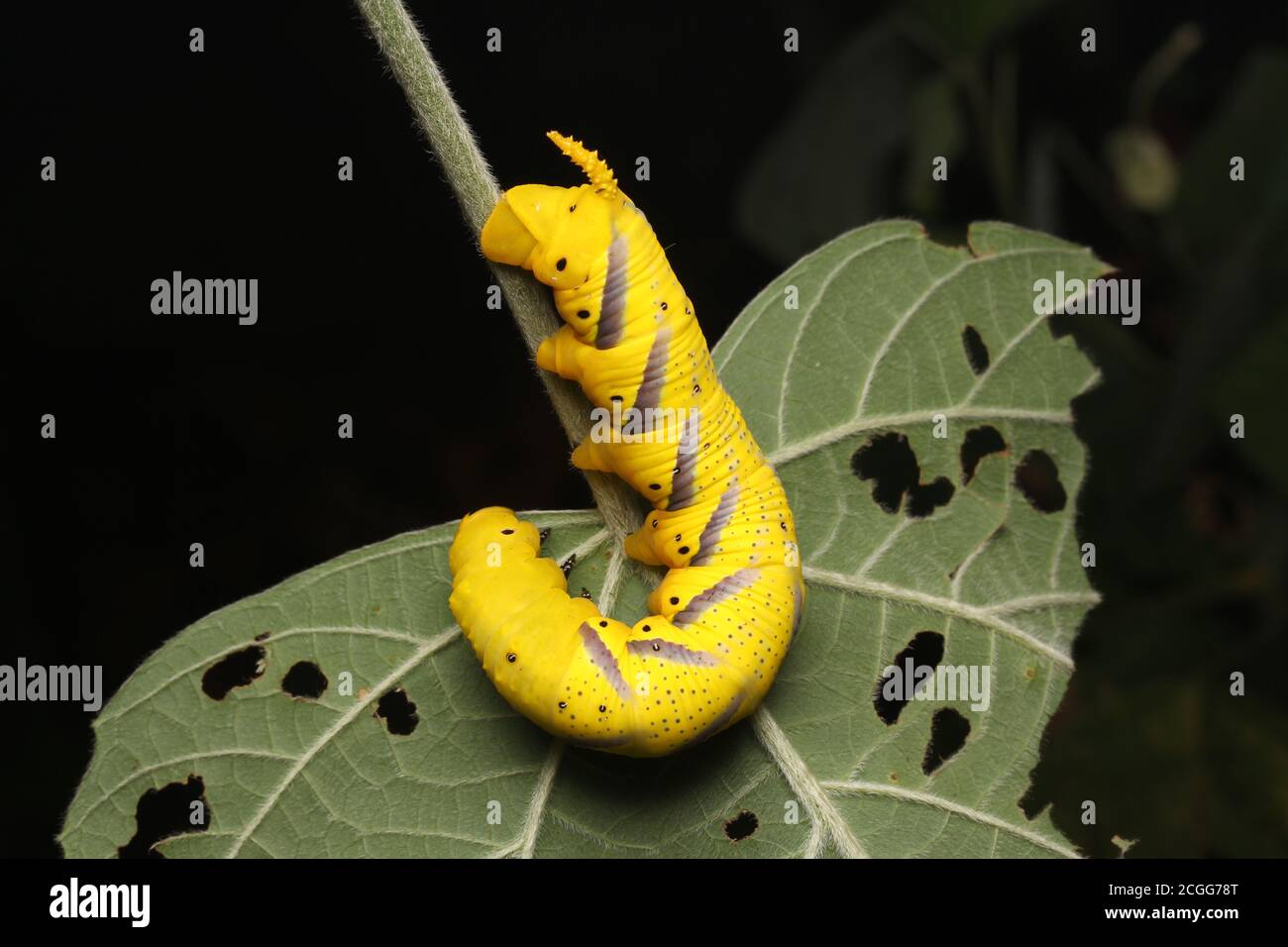 Eastern Death's Head Hawkmoth caterpillar (Acherontia lachesis Stock ...